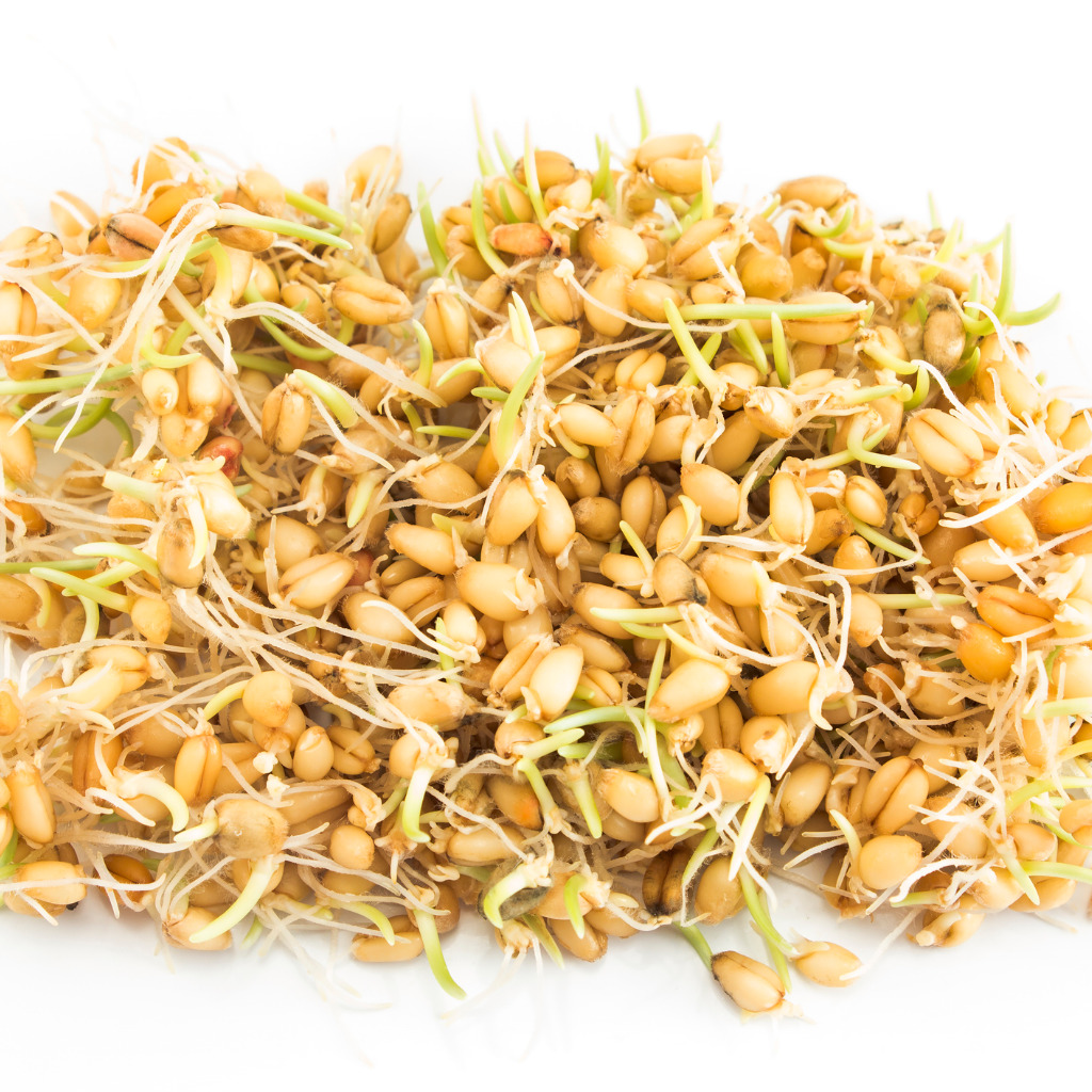 Sprouted Wheat Flour - The Millet Store